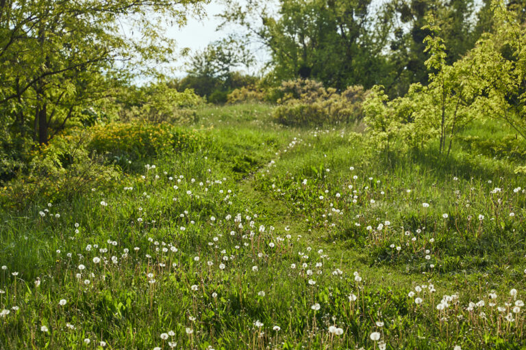 Home Burials in the UK: Laws, Rules, and How It Works - Natural Burial ...