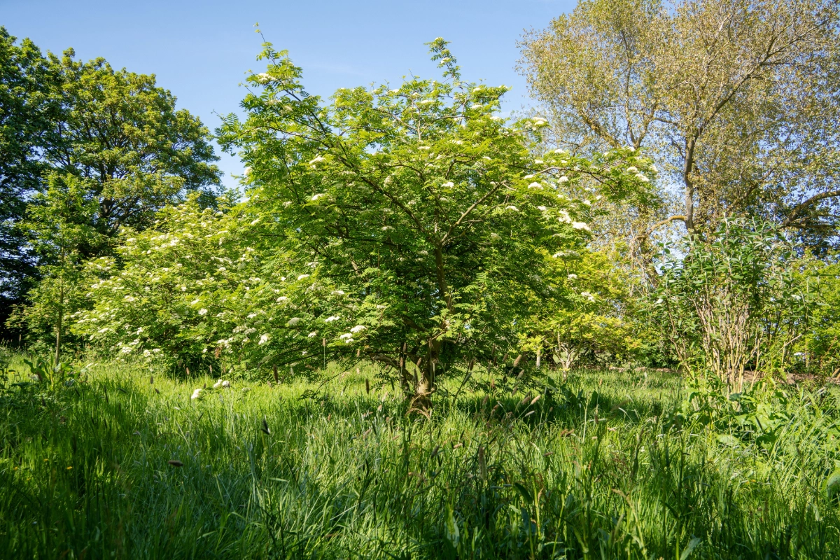 Natural Burial Grounds: A Resting Place in Nature