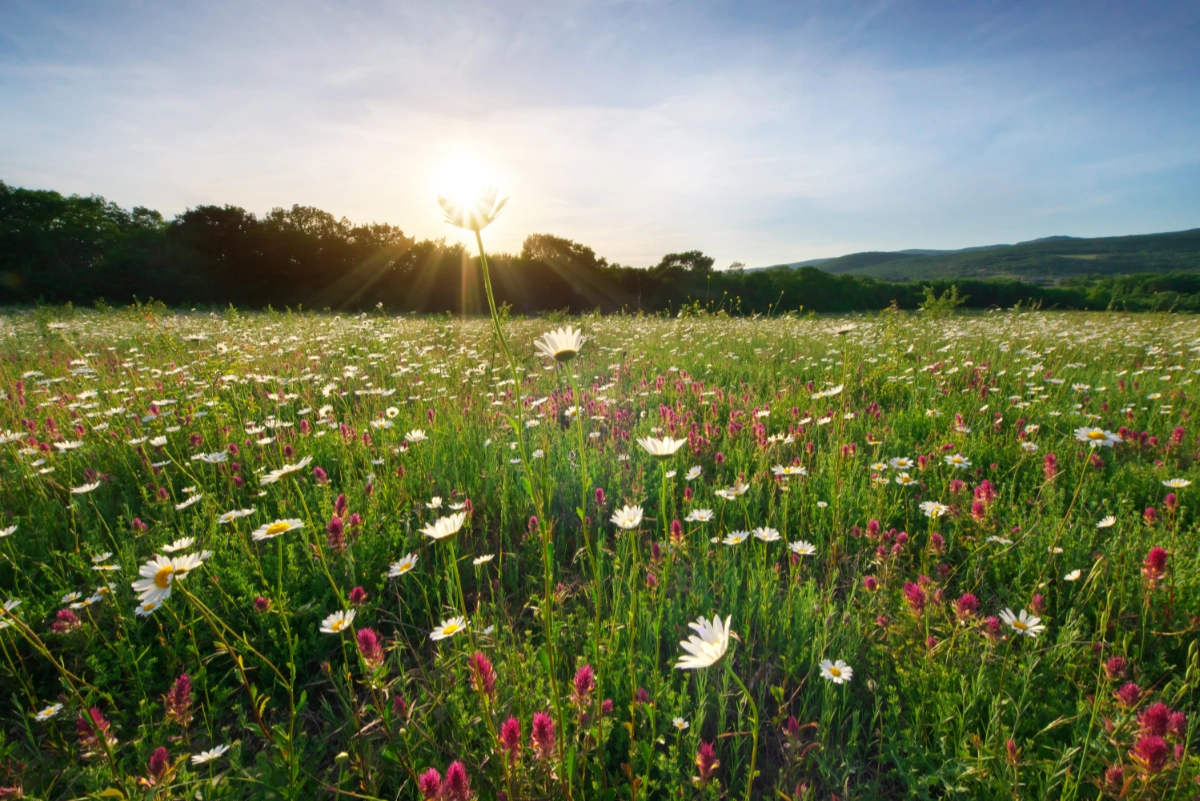 Natural Burial Grounds: Gentle, Eco-Friendly Resting Places